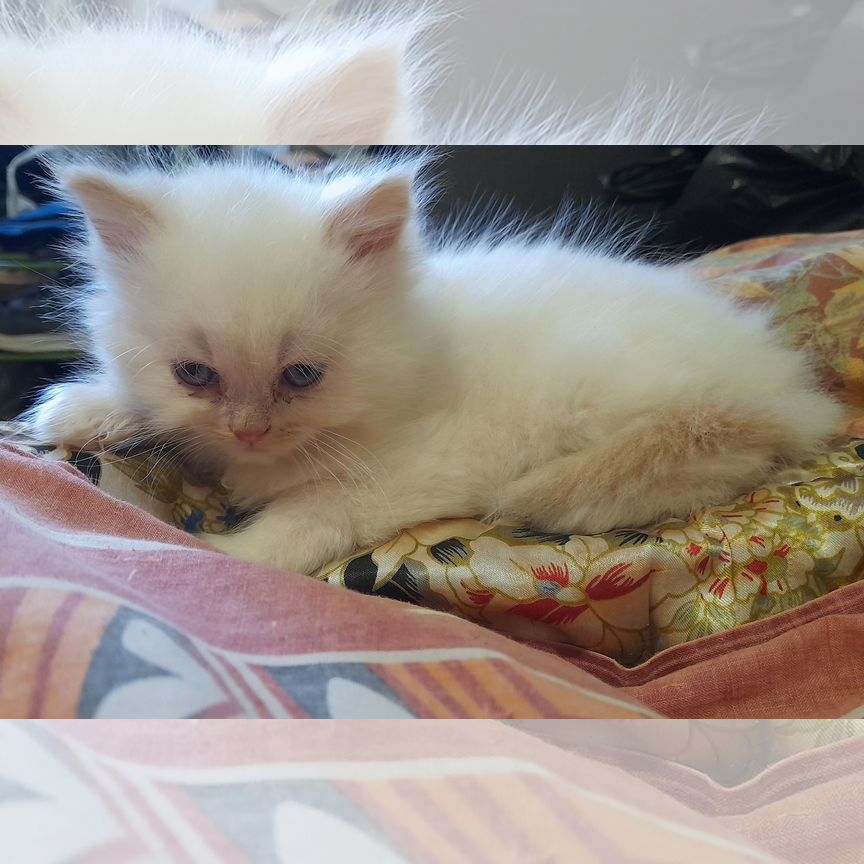 Сибирские котята