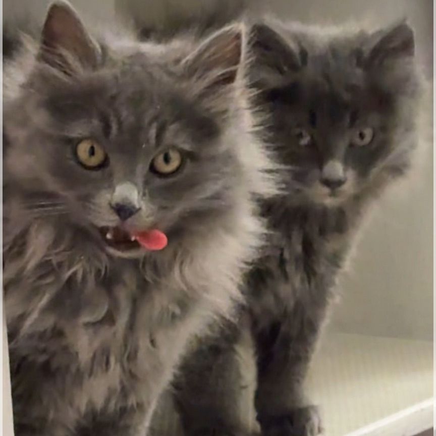 Русский голубой котёнок