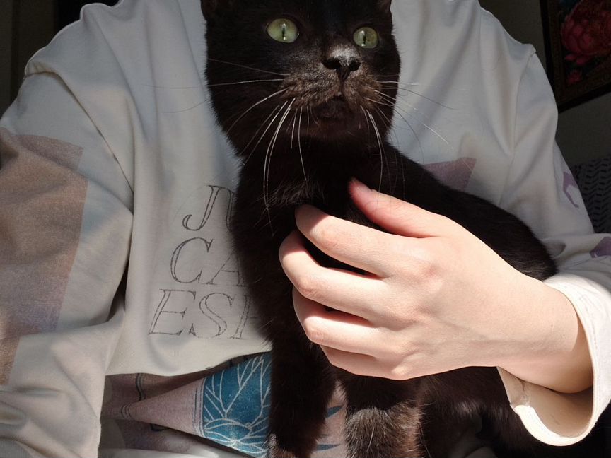 Кот депутат
