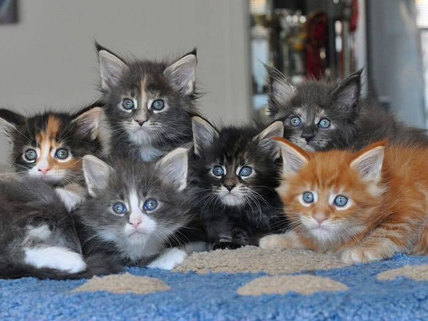 Котята майн-кун