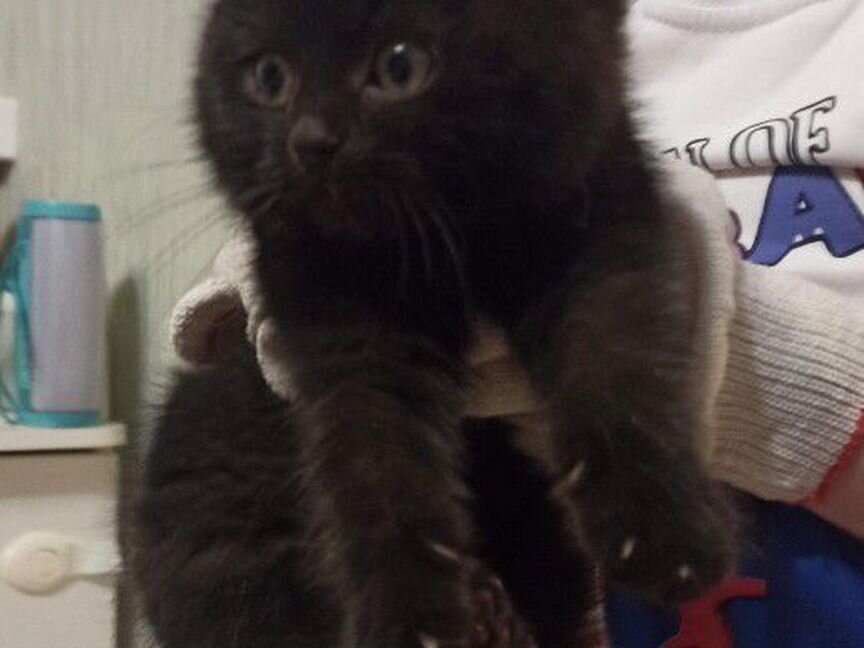 Котенок чудо пушистик