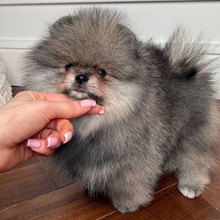 Померанский шпиц, щенок