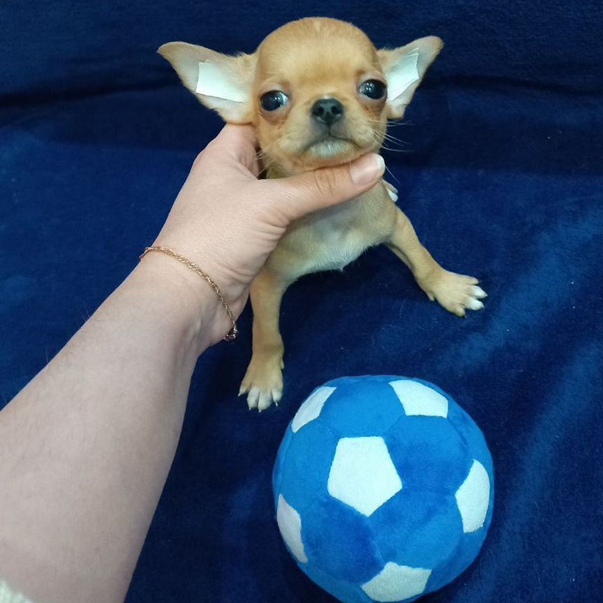 Малышарики чи