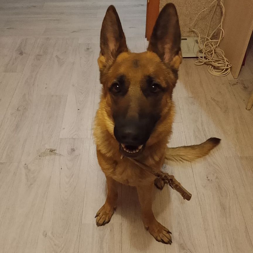 Немецкая овчарка, взрослая собака