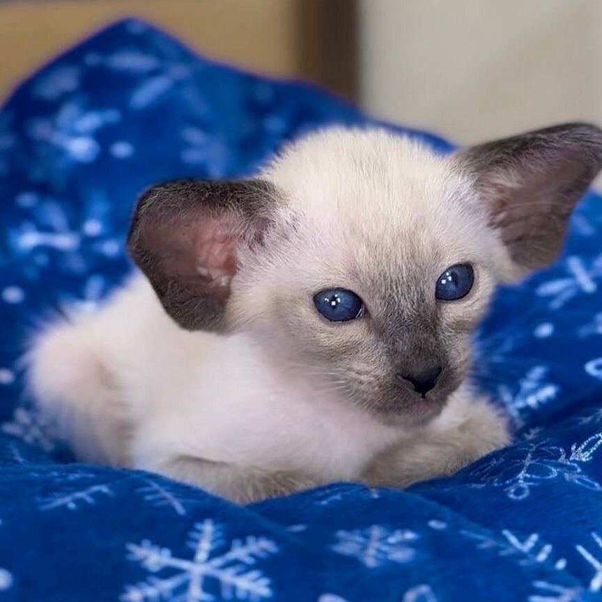 Ориентальный котёнок