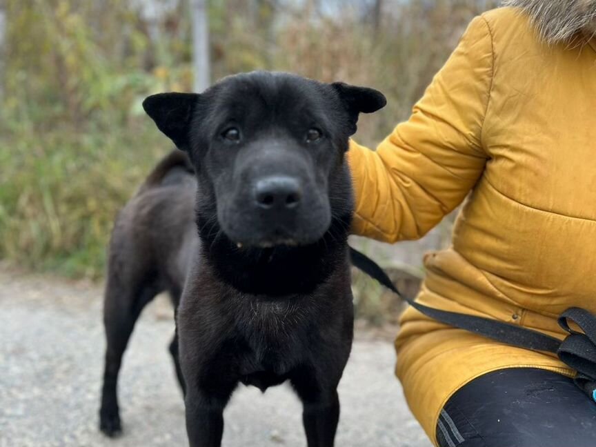 Метис шарпея из приюта