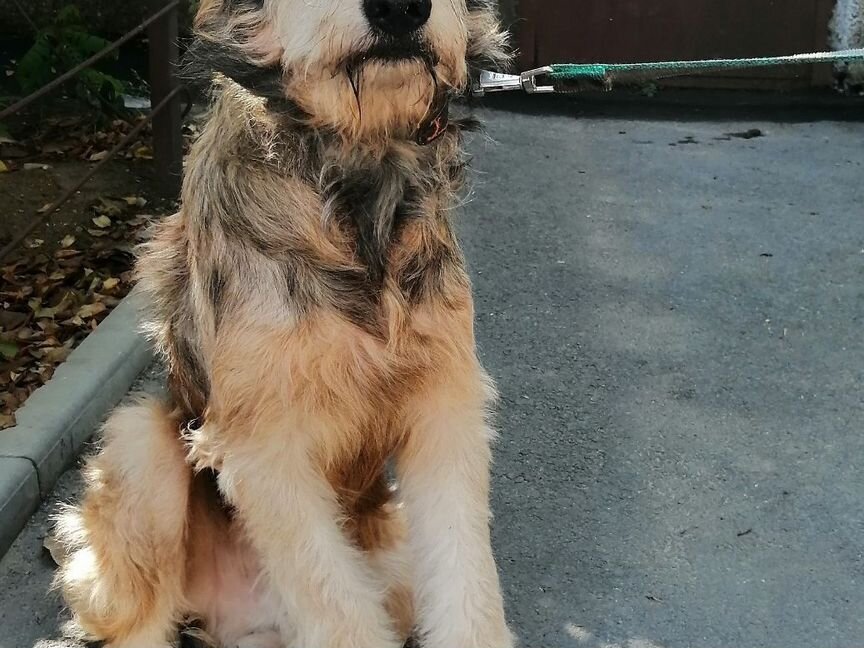 Метис в добрые руки