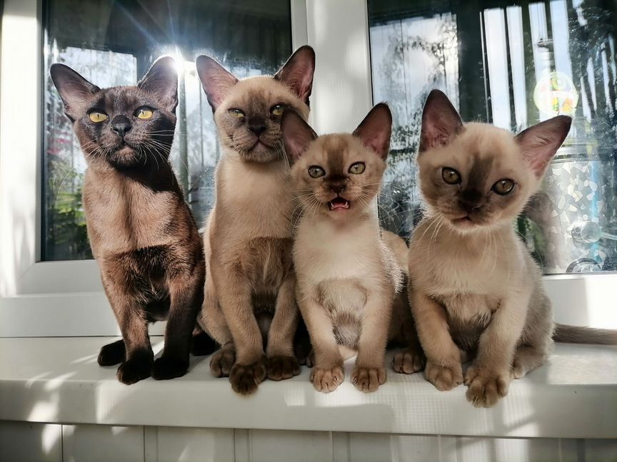 Бурманский котенок