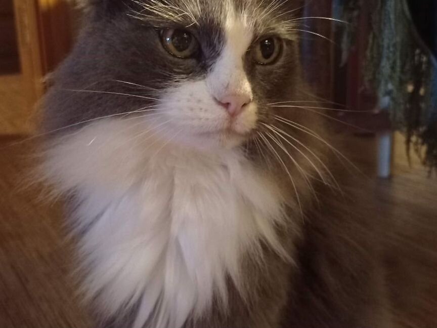 Кошечка в добрые руки