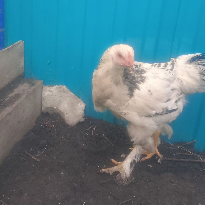 Петухи брама