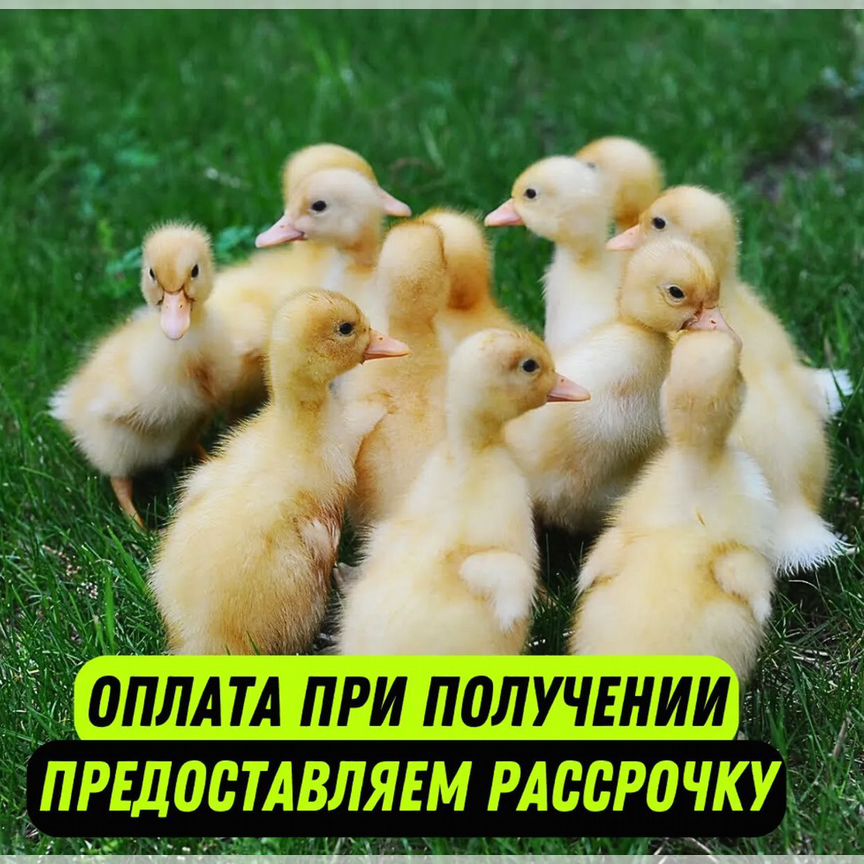Утки ст 5 вакцинированные оптом с доставкой