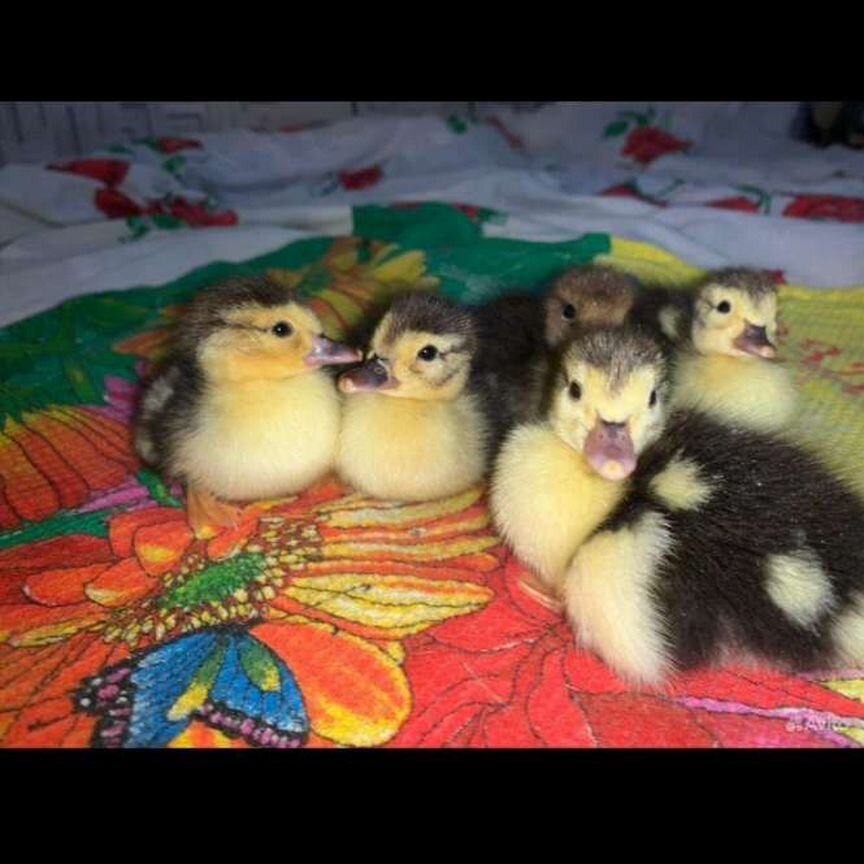 Индоутята недельные