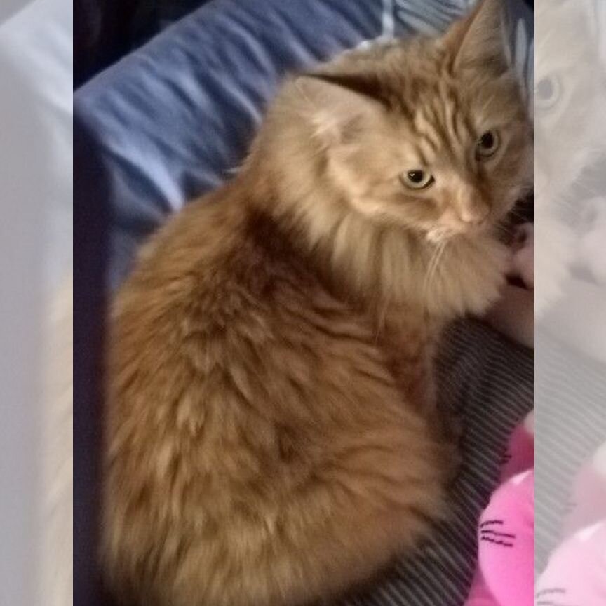 Мейн-кун, взрослый кот