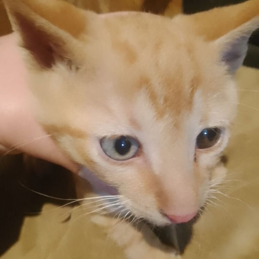 Рыжая кошечка