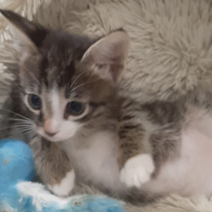 Котенок