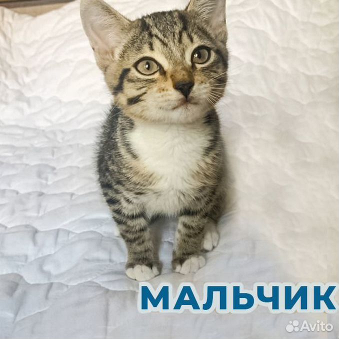 Милый котенок котик мальчик