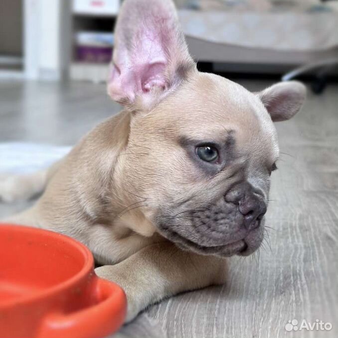 Французский бульдог мальчик щенки лилово-палевый