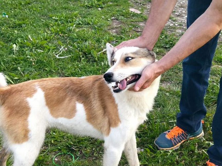 Лайка 3 года