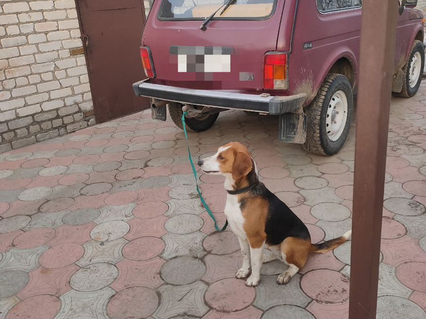 Продается гончая выжловка