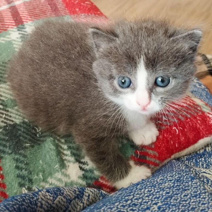 Кошечка котенок