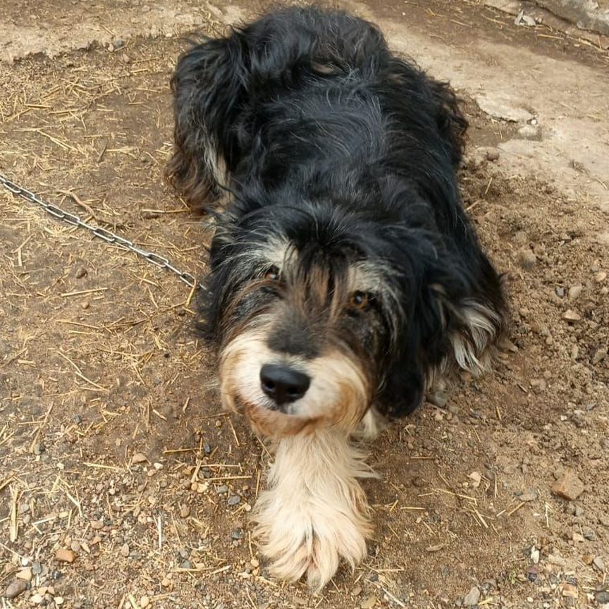 Взрослый пёс в добрые руки