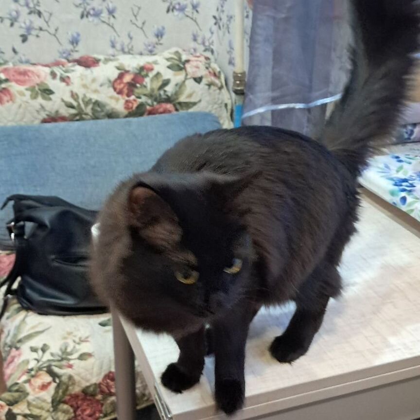Котёнок 5 месяцев