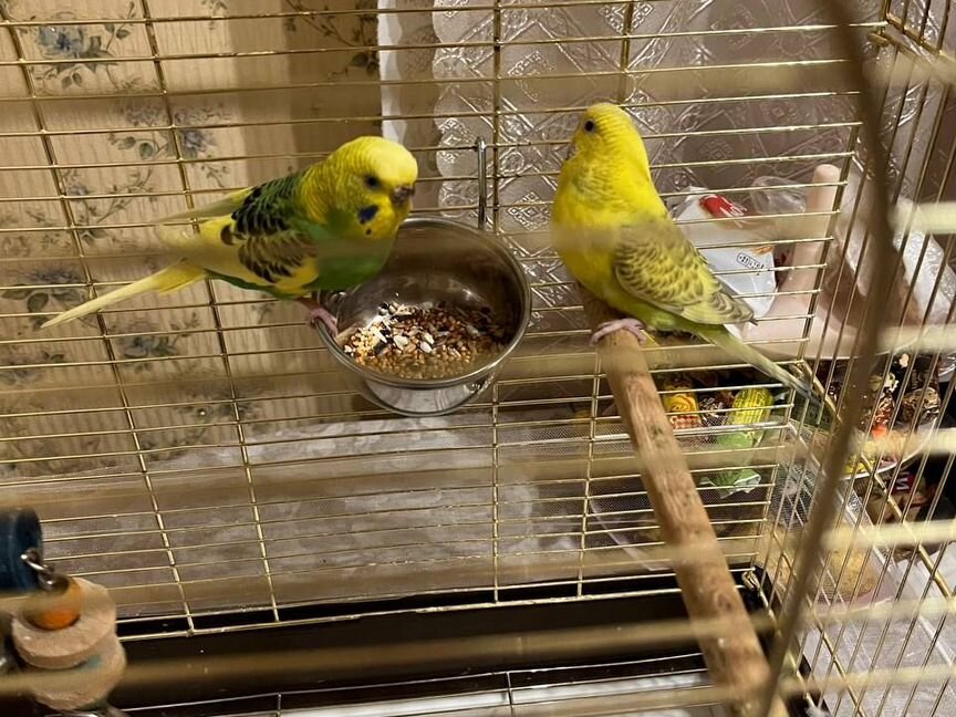 Волнистый попугай с клеткой