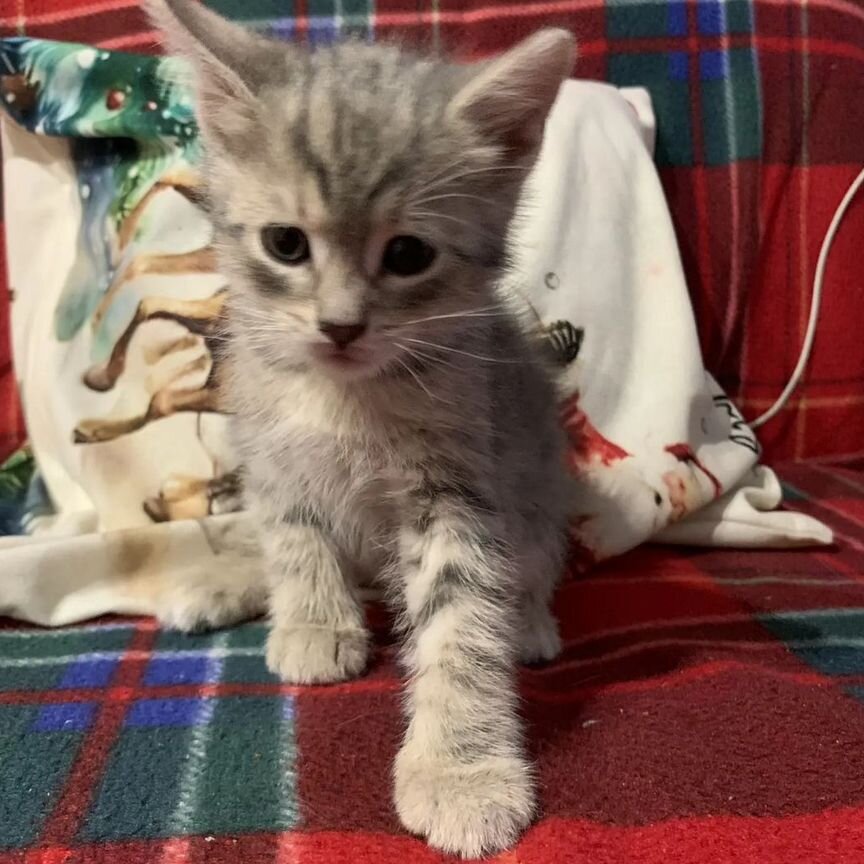 Котёнок в добрые руки