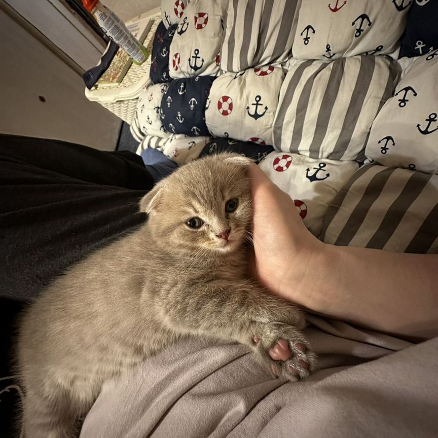 Котенок шотландец
