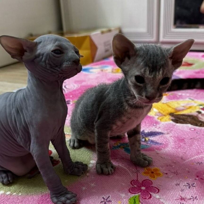 Сфинкс помесь