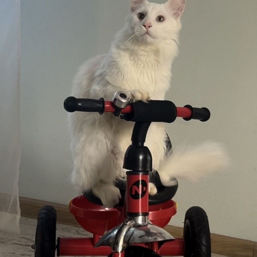 Кот мейн-кун