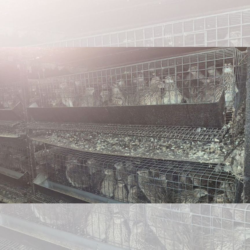 Перепела продажа