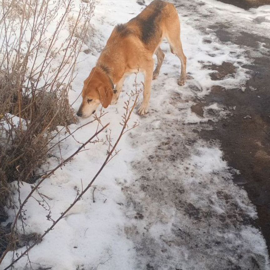 Взрослый пёс в добрые руки