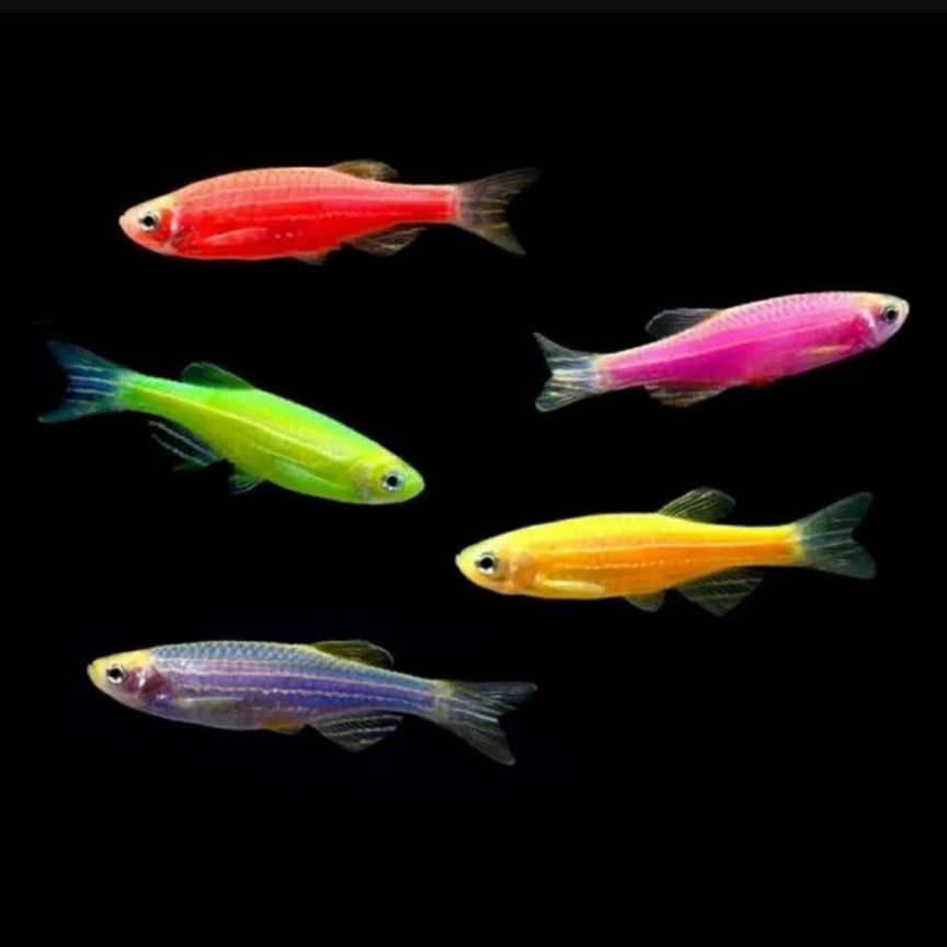 Данио Гло бесплатно