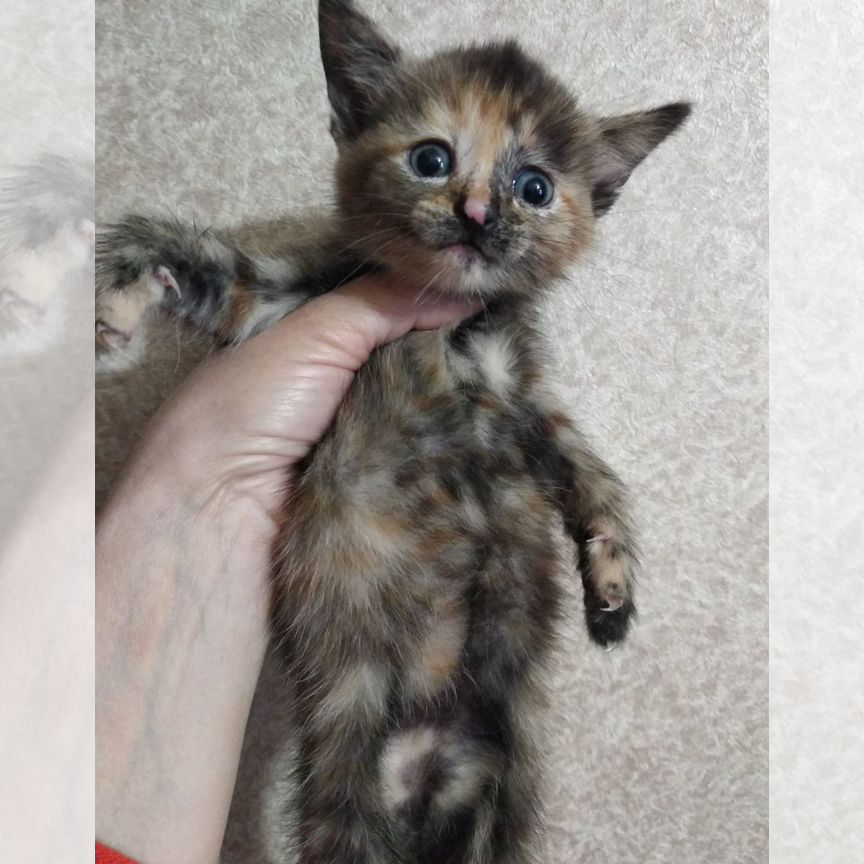 Котенок.Трехцветная девочка.1 мес. 10 дней