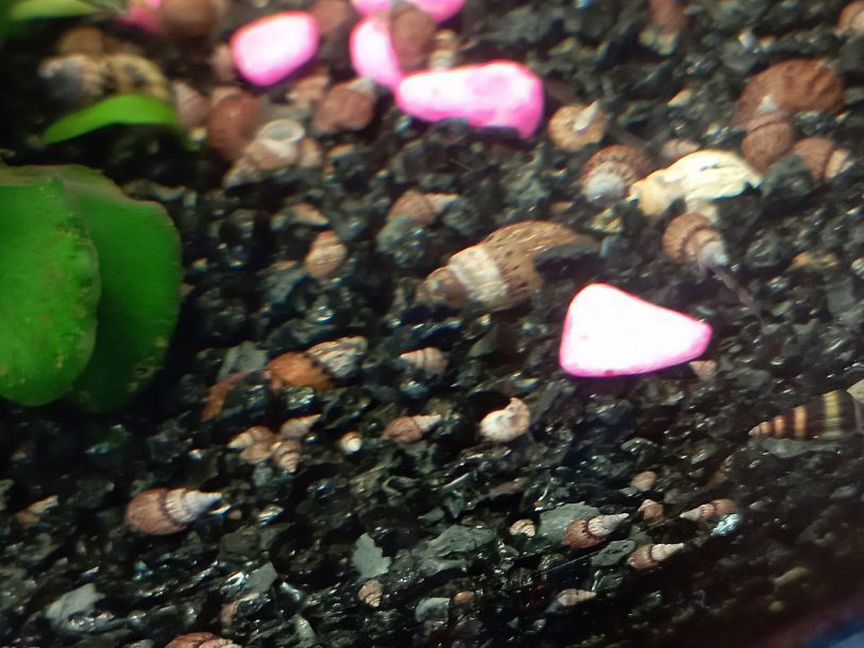 Улитки аквариумные