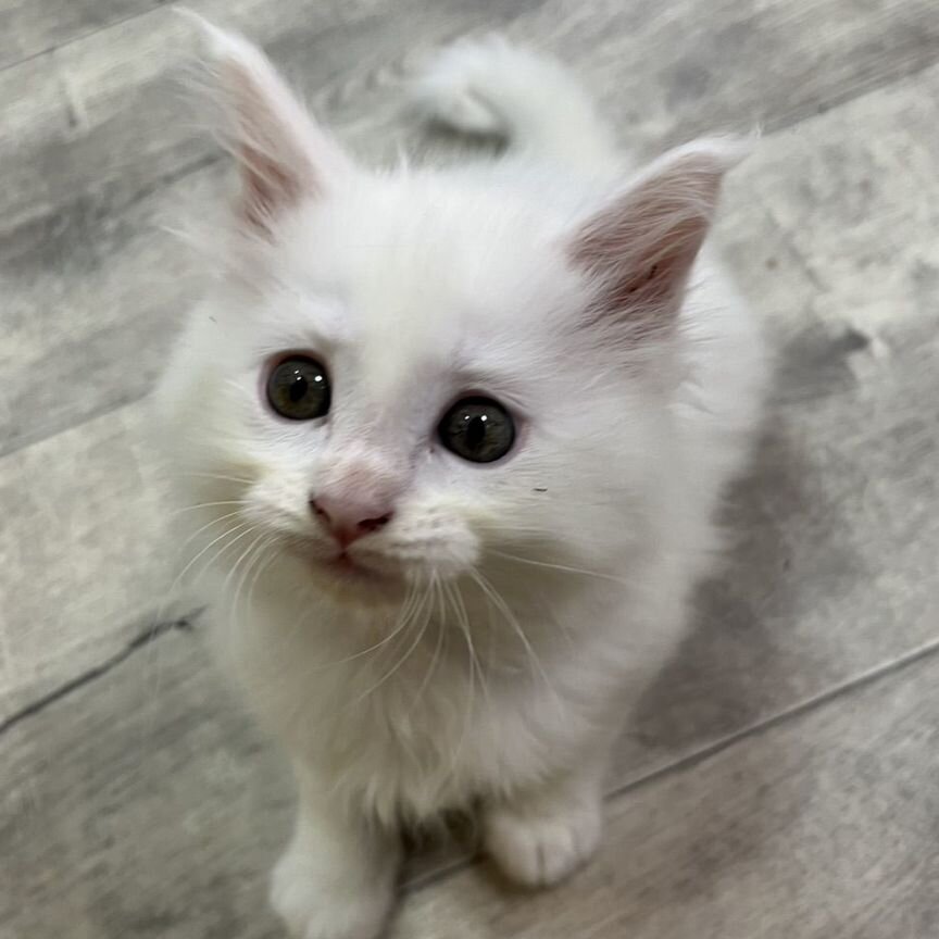 Котята мейн-кун