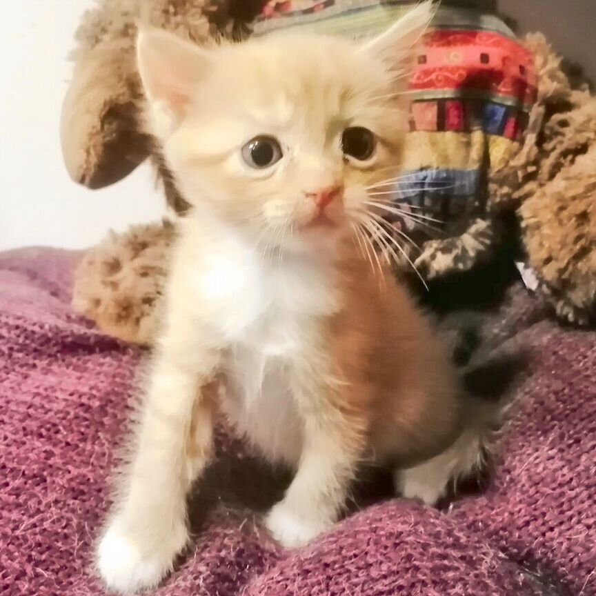 Котята в добрые руки