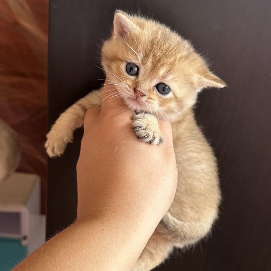 Шотландская золотые шиншилки