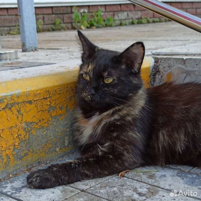 SOS невероятная красотка пропадает на улице