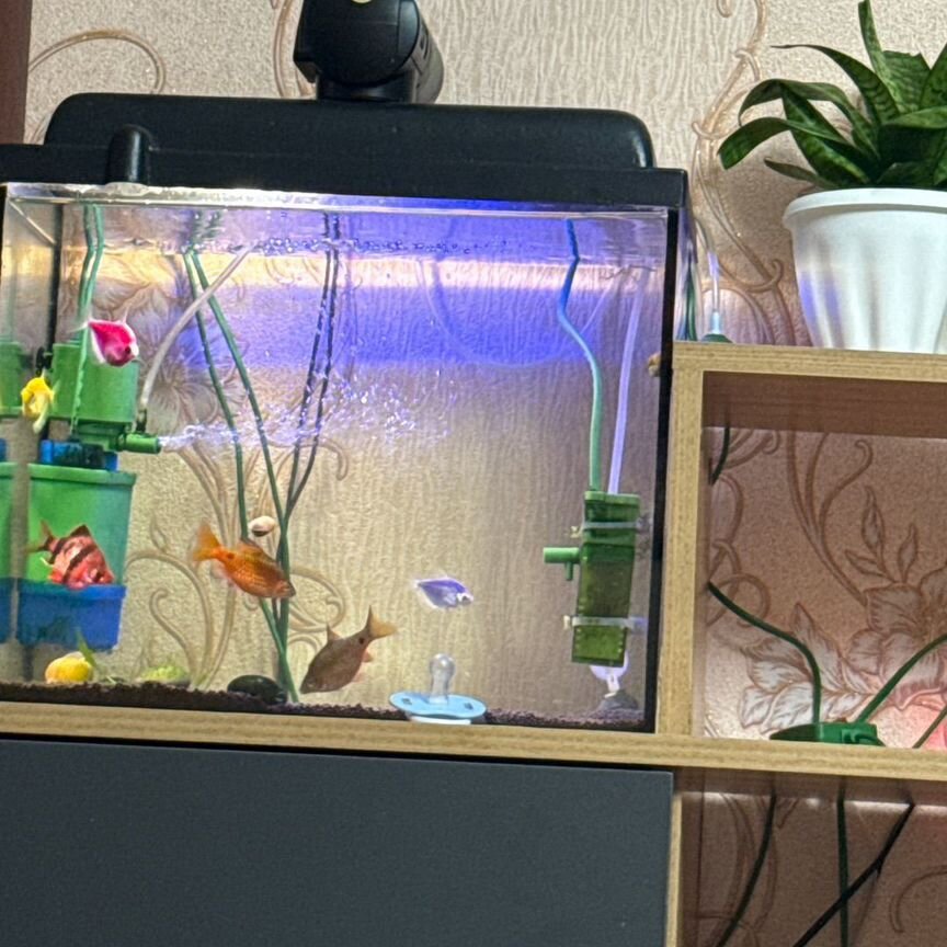 Аквариум с рыбками