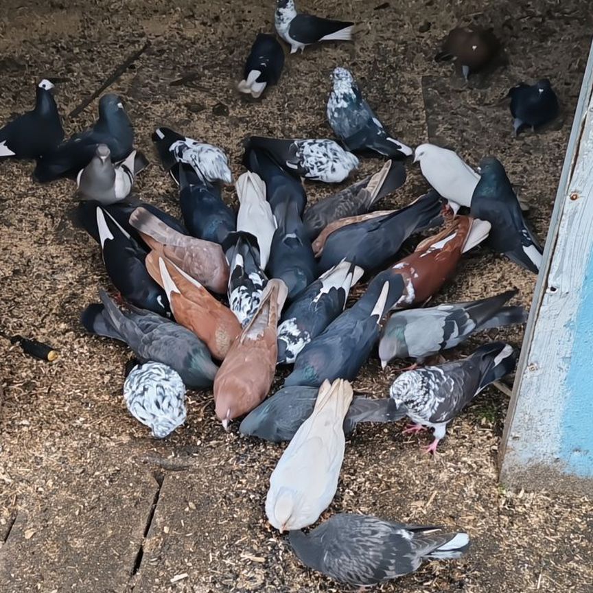 Продажа голубей