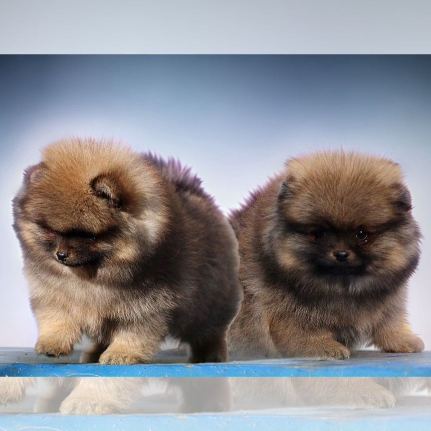 Померанский шпиц, щенок