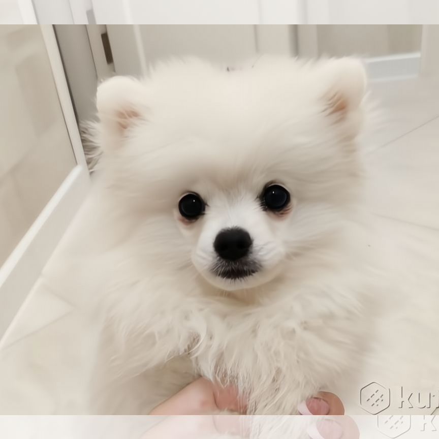 Померанский шпиц, щенок