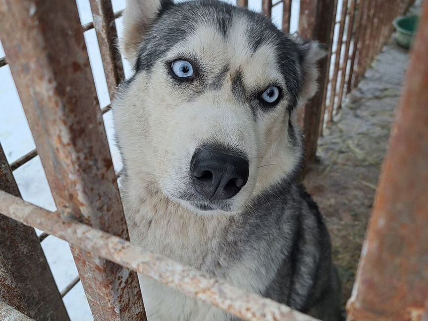Собака породистая в добрые руки отдам бесплатно