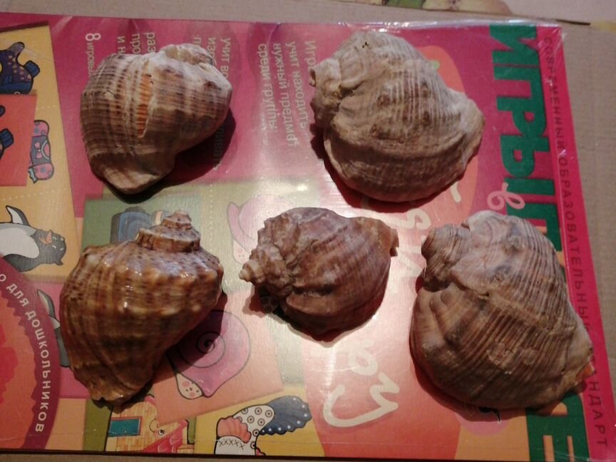 Морские ракушки раковины пакетом