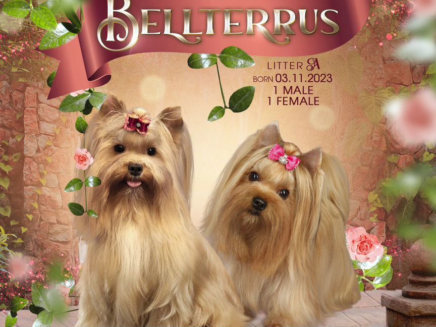 Щенки русской салонной собаки