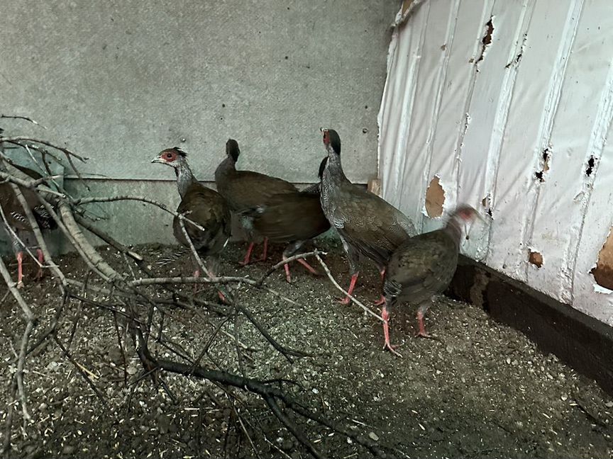 Гусьфазаны