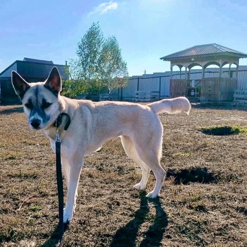 Небольшая очаровательная собачка Беллочка