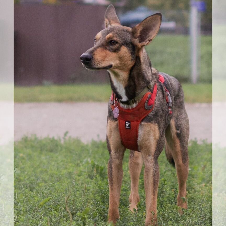 Вернон - чудесный мальчик с прекрасными ушками